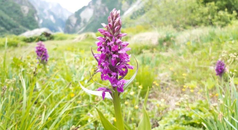 Discover the Best Valley of Flower Tour Packages - Monk Travel